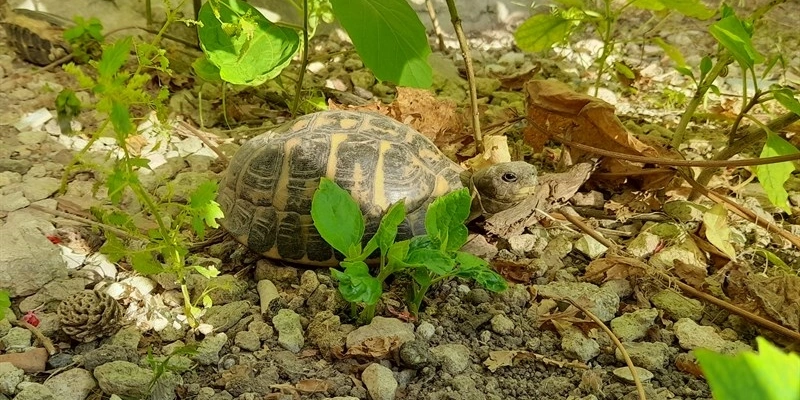 ViviWebTv - Massafra | Riabilitazione completata: tornano libere le ...